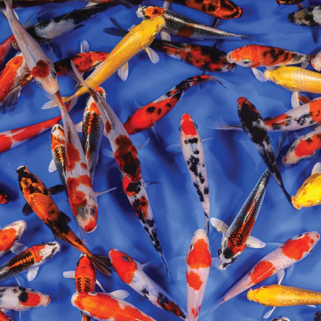 Next Day Koi | Koi Fish For Sale