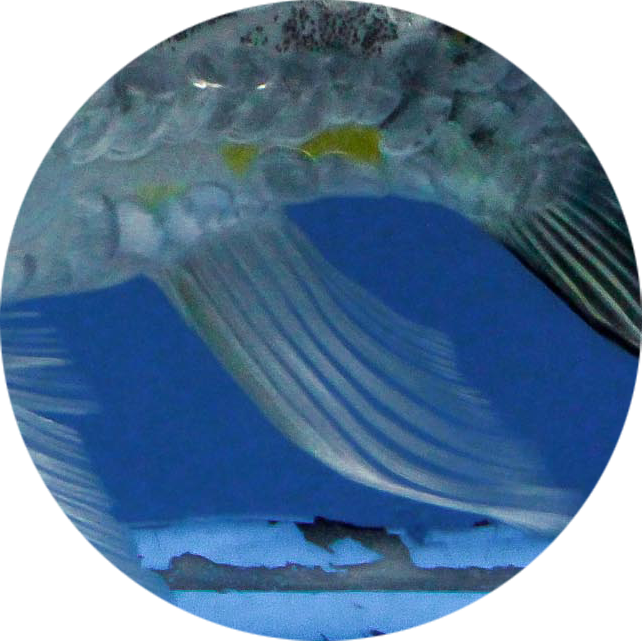 External Koi Fish Anatomy | Next Day Koi