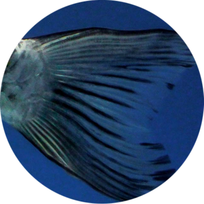 External Koi Fish Anatomy | Next Day Koi