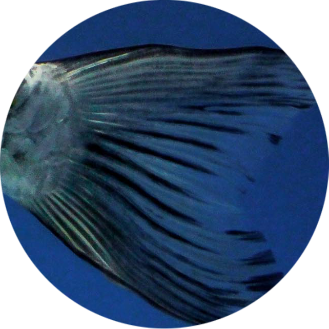 External Koi Fish Anatomy | Next Day Koi