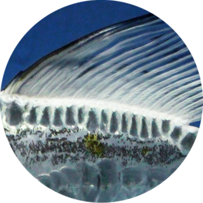 External Koi Fish Anatomy | Next Day Koi