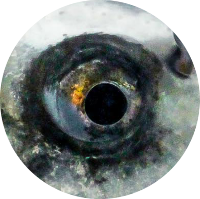 External Koi Fish Anatomy | Next Day Koi