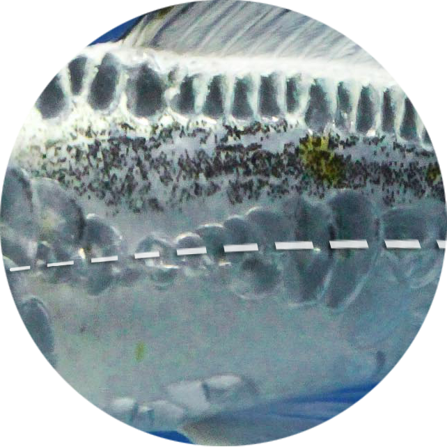 External Koi Fish Anatomy | Next Day Koi