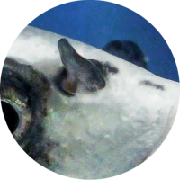 External Koi Fish Anatomy | Next Day Koi