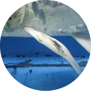 External Koi Fish Anatomy | Next Day Koi