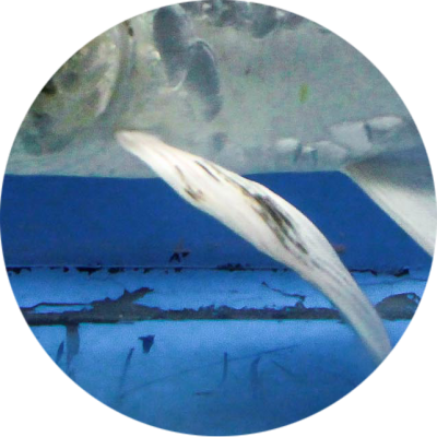 External Koi Fish Anatomy | Next Day Koi