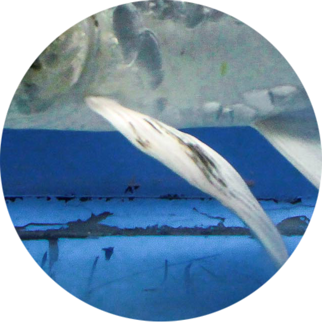 External Koi Fish Anatomy | Next Day Koi