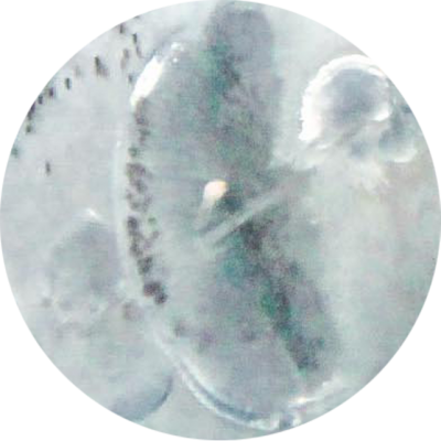 External Koi Fish Anatomy | Next Day Koi