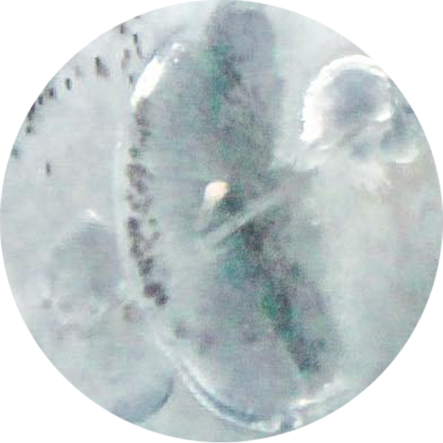 External Koi Fish Anatomy | Next Day Koi