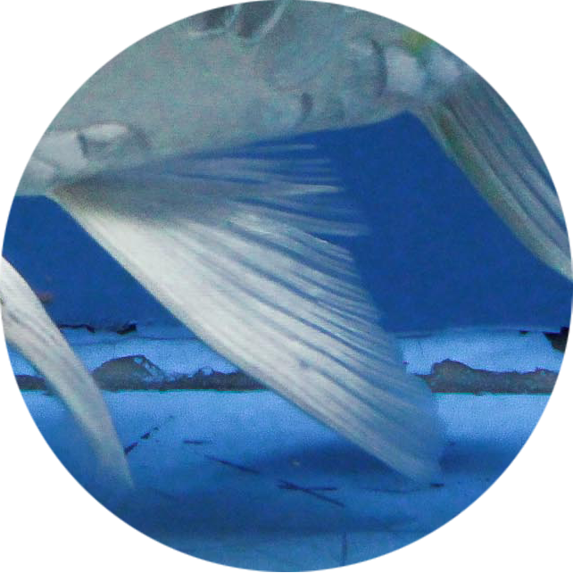 External Koi Fish Anatomy | Next Day Koi