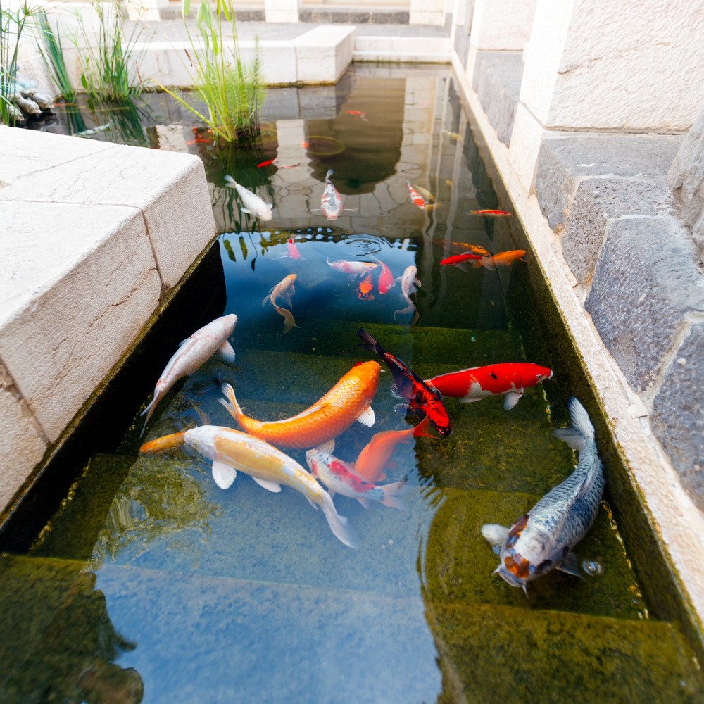 Beat The Heat - Shipping Koi During The Summer | Next Day Koi