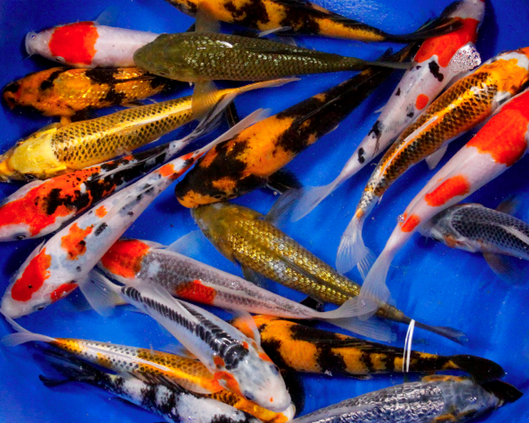 Making the Grade: How Quality Koi are Selected | Next Day Koi