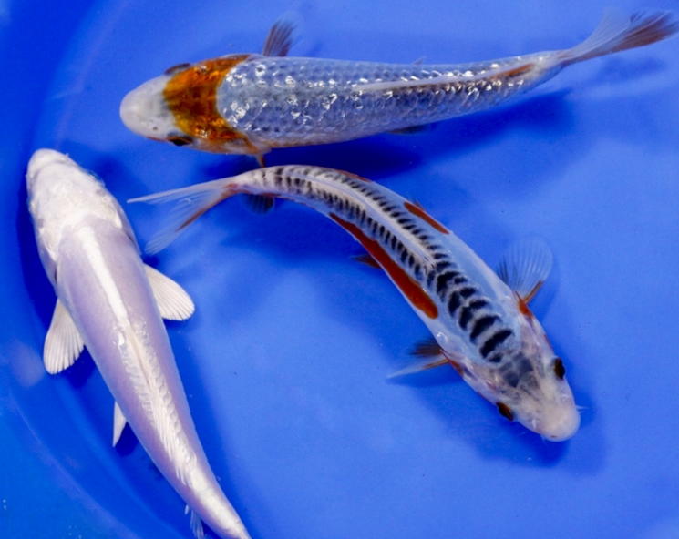 Making the Grade: How Quality Koi are Selected | Next Day Koi