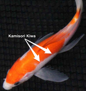 Coloring Koi: Defining The Color Boundary | Next Day Koi