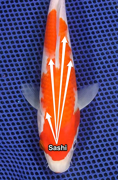 Coloring Koi: Defining The Color Boundary | Next Day Koi