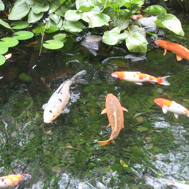 Koi Bugs: Getting Your New Koi Into Your Pond | Next Day Koi