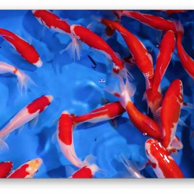 Wakin Fancy Goldfish | Next Day Koi