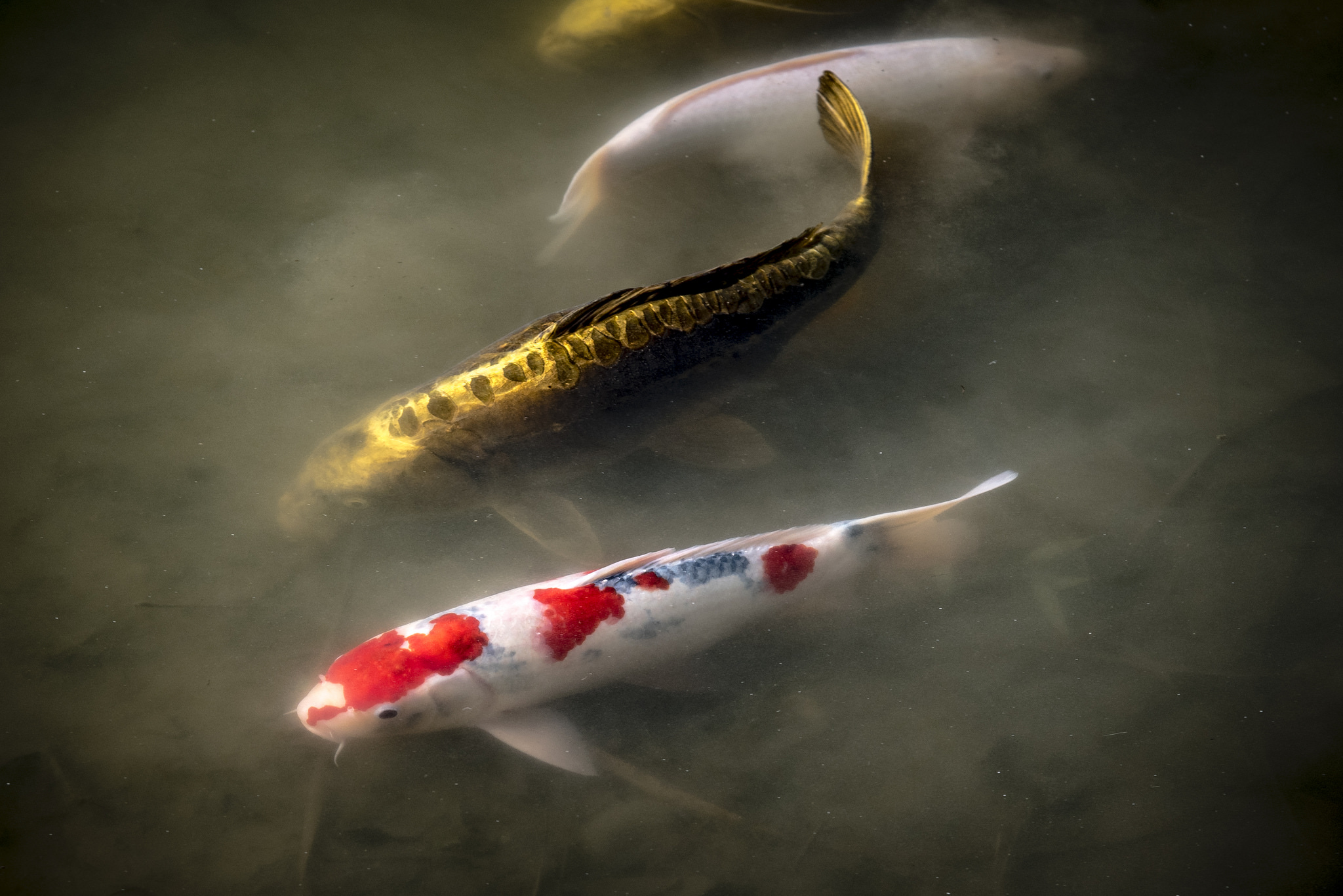 15 Commandments of Koi Keeping | Next Day Koi