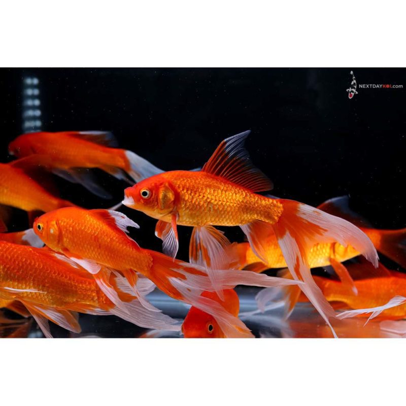 6-8” Imported Premium Longtail Red Comet Goldfish | Koi Fish For Sale