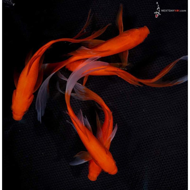 6-8” Imported Premium Longtail Red Comet Goldfish | Koi Fish For Sale