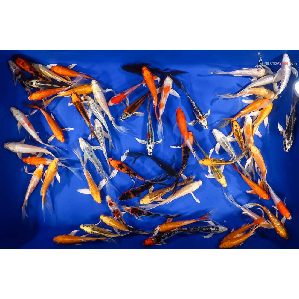 A Grade (Standard Grade) Imported Butterfly Koi | Koi Fish For Sale