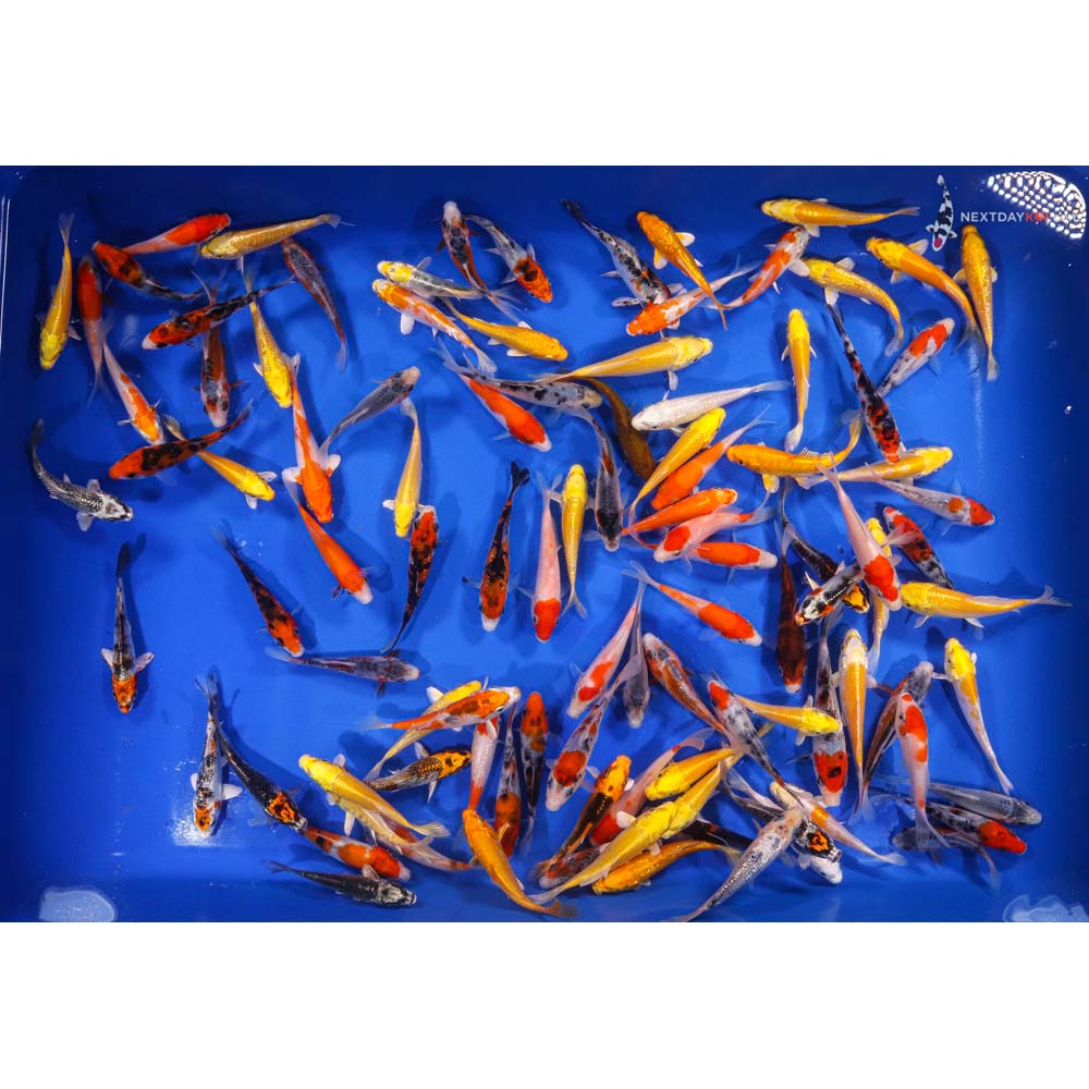 AA Grade (Premium Grade) Imported Koi | Koi Fish For Sale