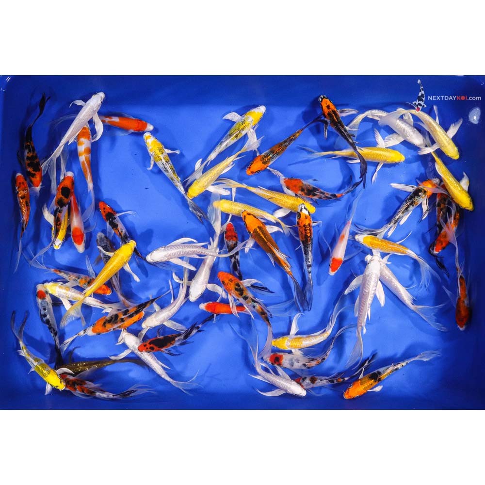 AA Grade (Premium Grade) Imported Butterfly Koi | Koi Fish For Sale