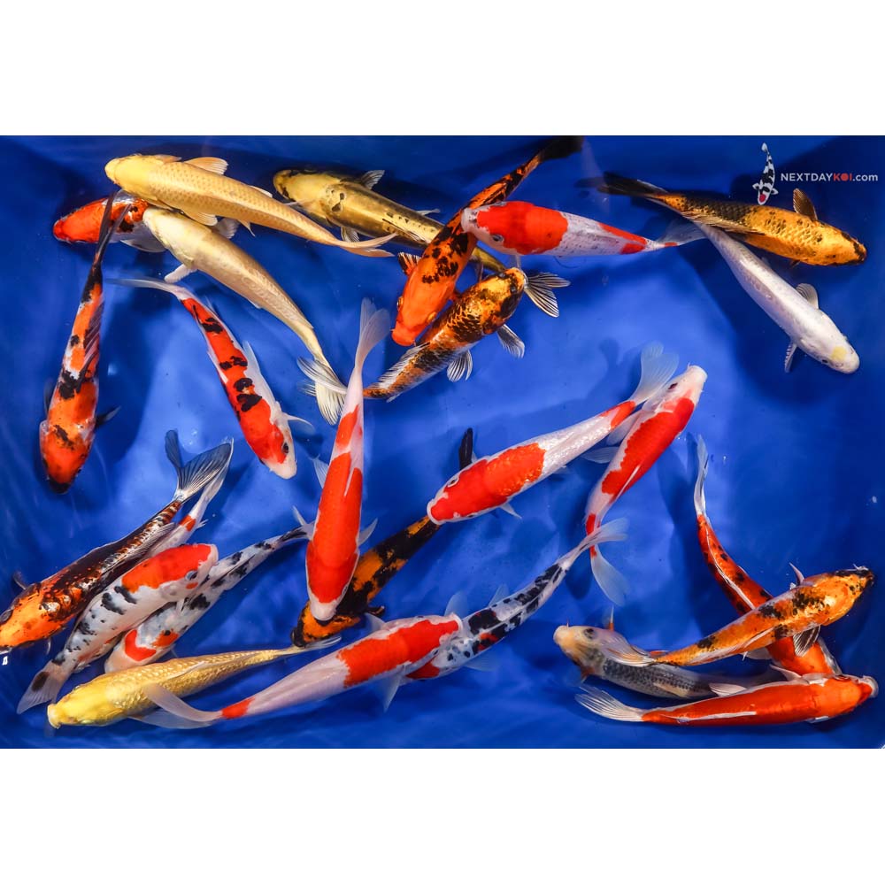 AA Grade (Premium Grade) Imported Koi | Koi Fish For Sale