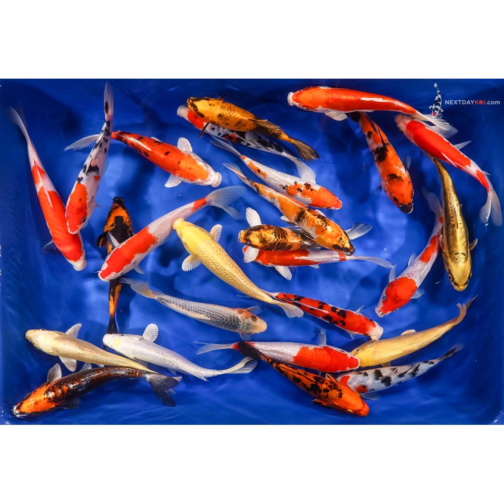 AA Grade (Premium Grade) Imported Koi | Koi Fish For Sale