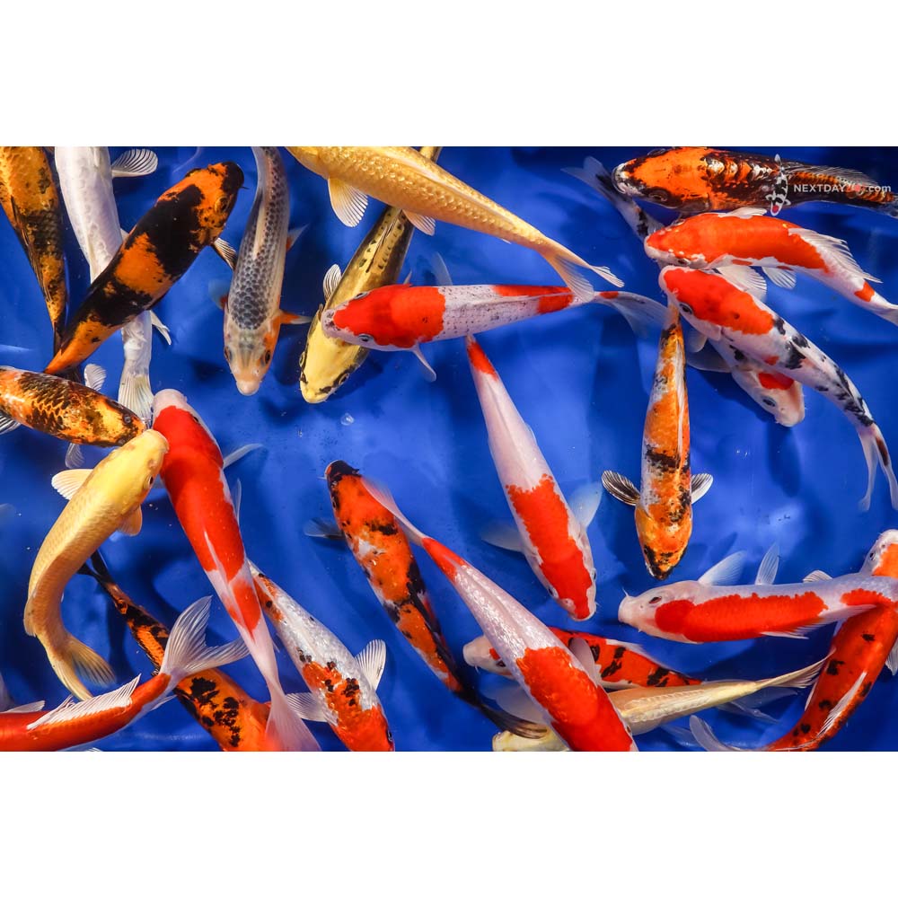 AA Grade (Premium Grade) Imported Koi | Koi Fish For Sale