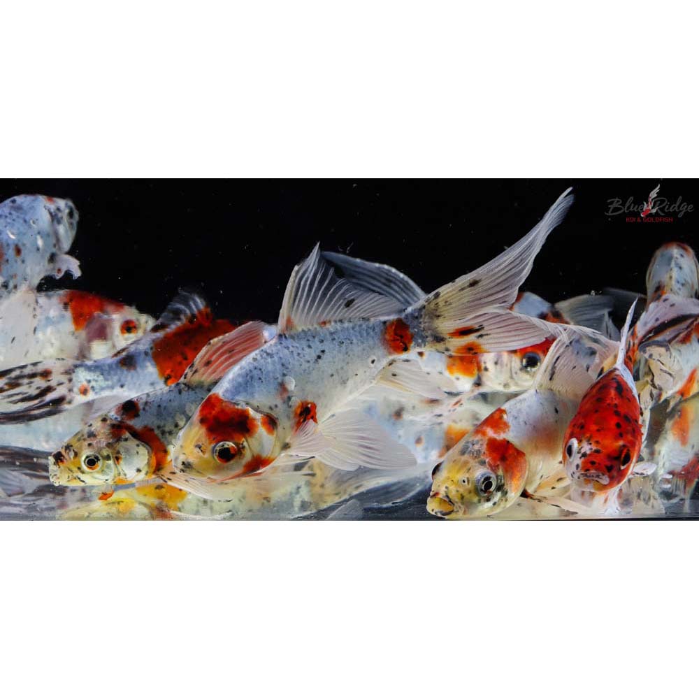 6-7” Imported Premium Longtail Shubunkin Goldfish | Koi Fish For Sale