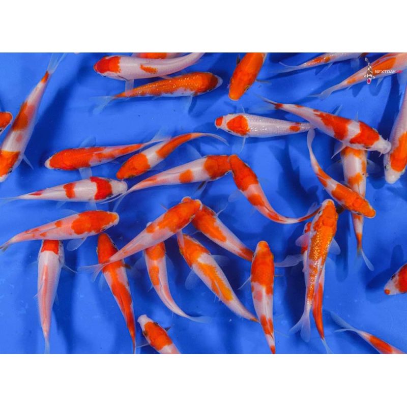 Pond Pack Koi, Butterfly Koi & Goldfish | Koi Fish For Sale | Next Day Koi