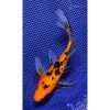 Most Popular Varieties of Koi | Next Day Koi