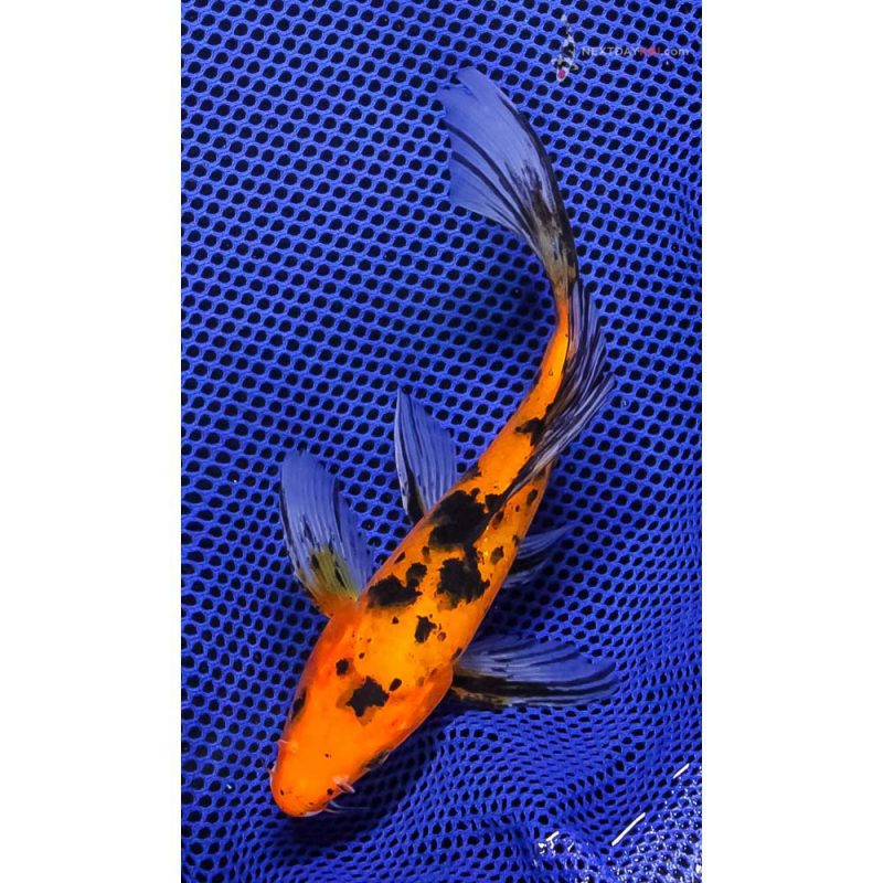 Most Popular Varieties of Koi | Next Day Koi