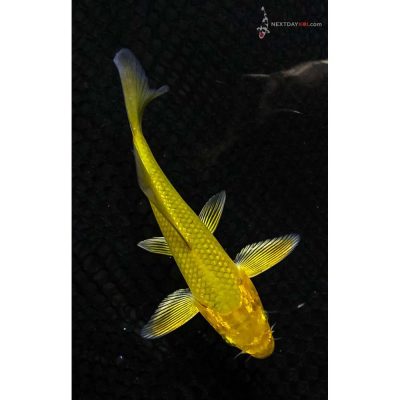 Most Popular Varieties of Koi | Next Day Koi