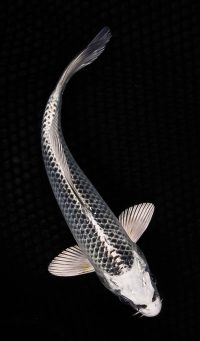 Most Popular Varieties of Koi | Next Day Koi