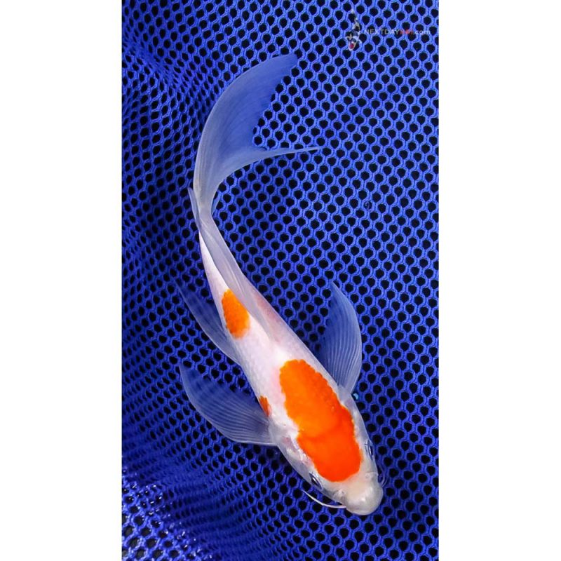 Most Popular Varieties of Koi | Next Day Koi