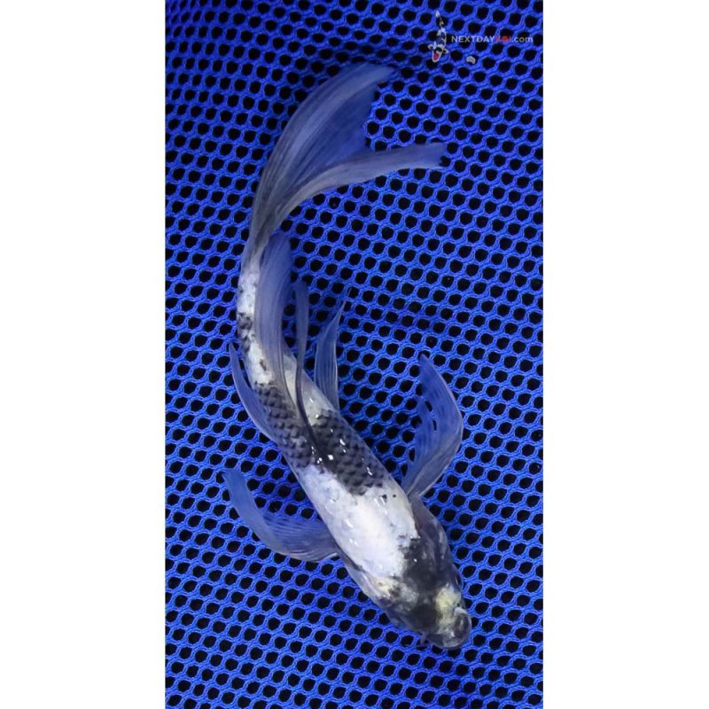 Most Popular Varieties of Koi | Next Day Koi