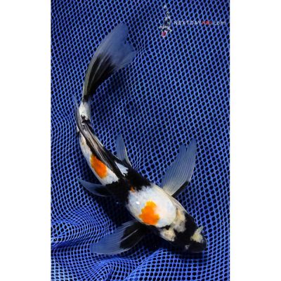 Most Popular Varieties of Koi | Next Day Koi