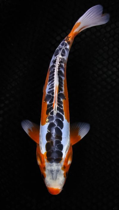 Most Popular Varieties of Koi | Next Day Koi