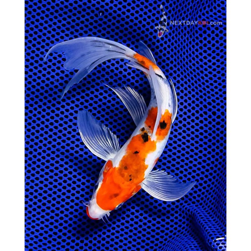 Most Popular Varieties of Koi | Next Day Koi