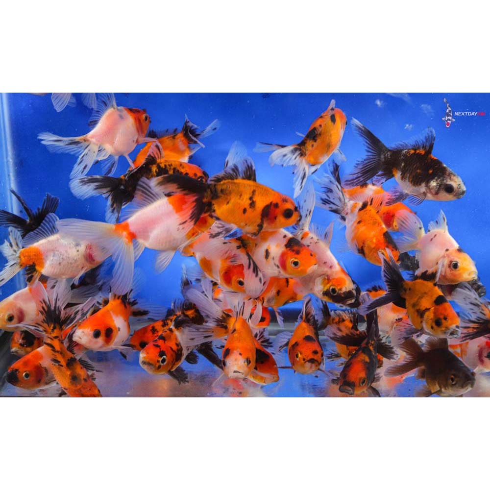 2 5 3 Imported Calico Oranda Goldfish Koi Fish For Sale