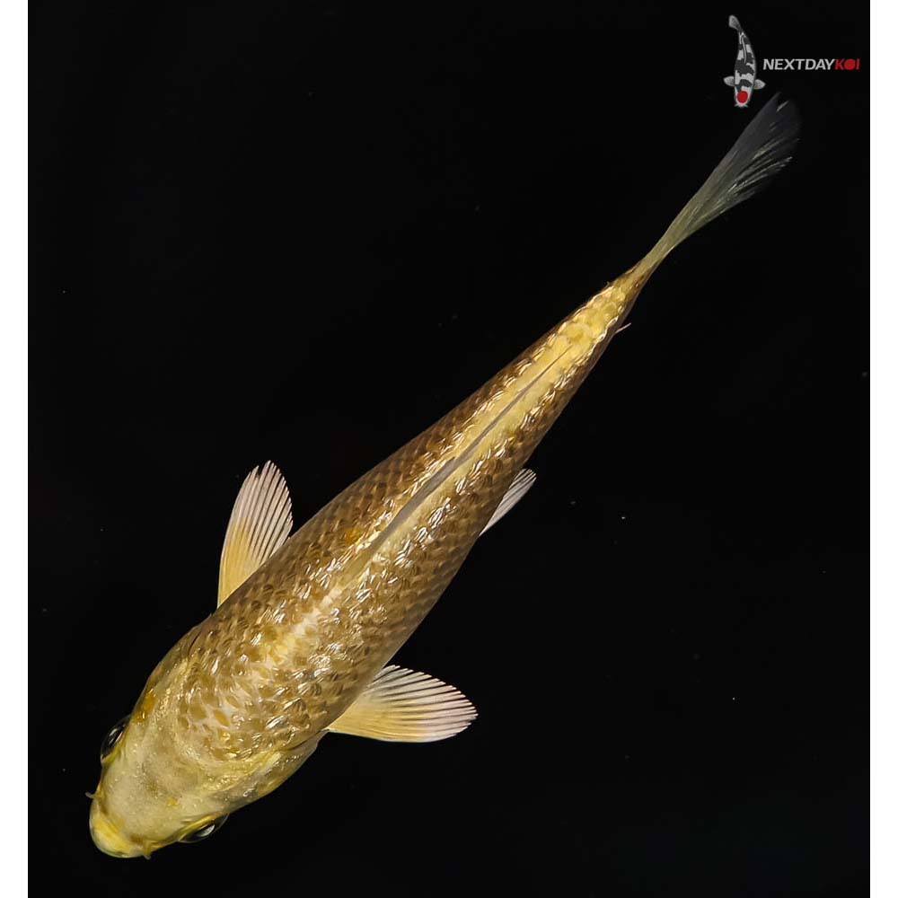 5” Gin Rin Yamabuki Ogon | Koi Fish For Sale