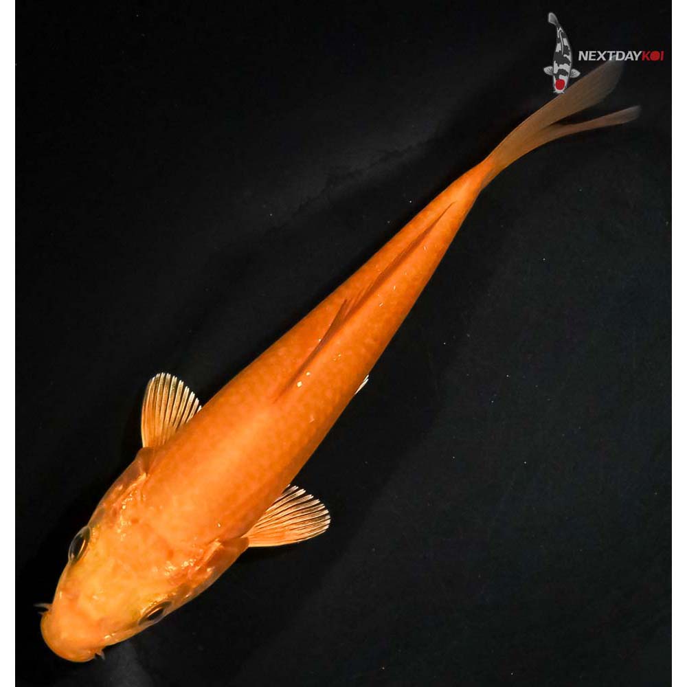5” Imported Chagoi | Koi Fish For Sale