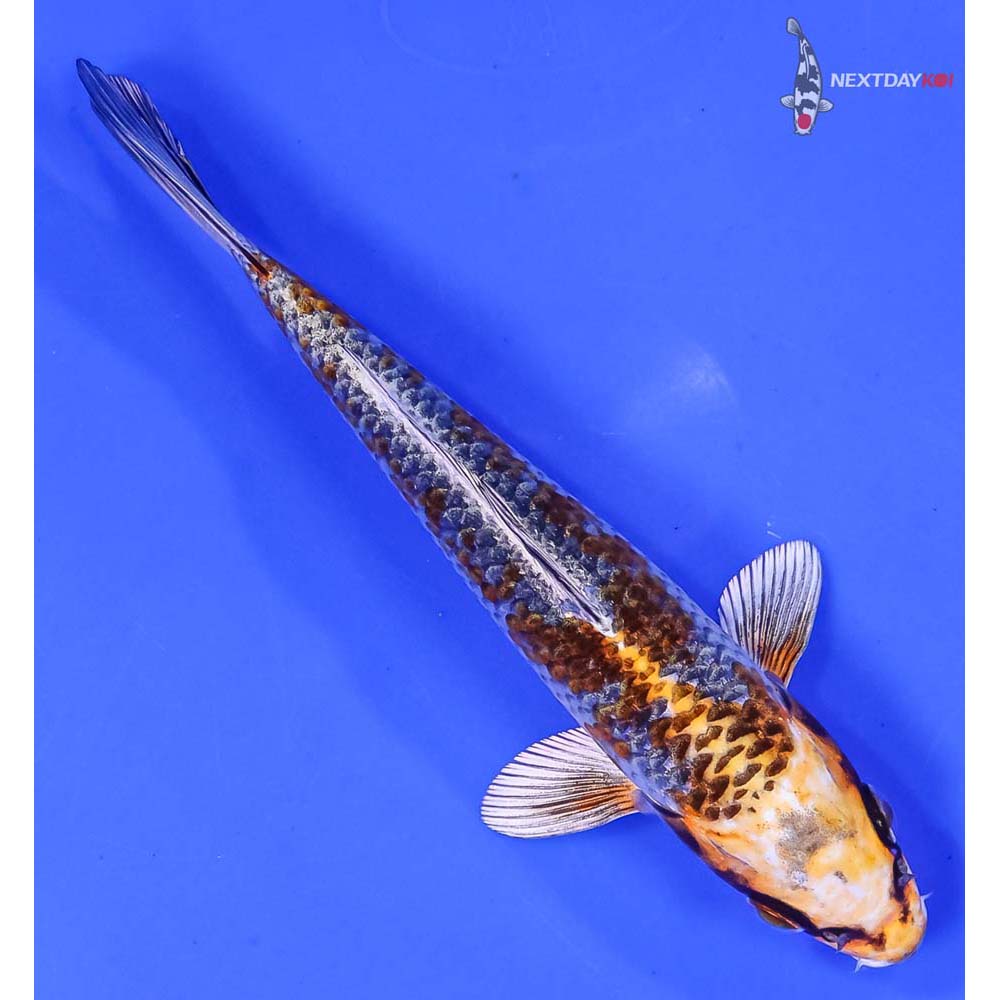 6” Imported Kujaku | Koi Fish For Sale