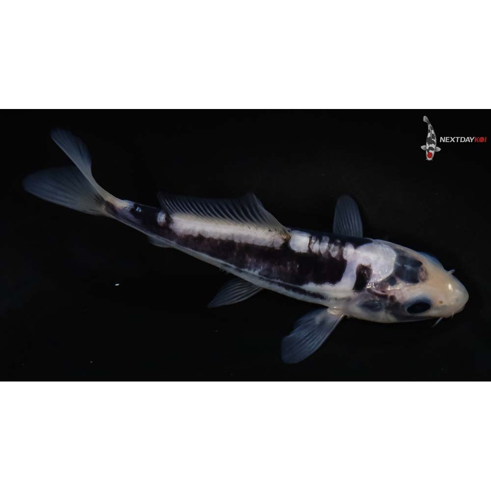 4” Kumonryu | Koi Fish For Sale