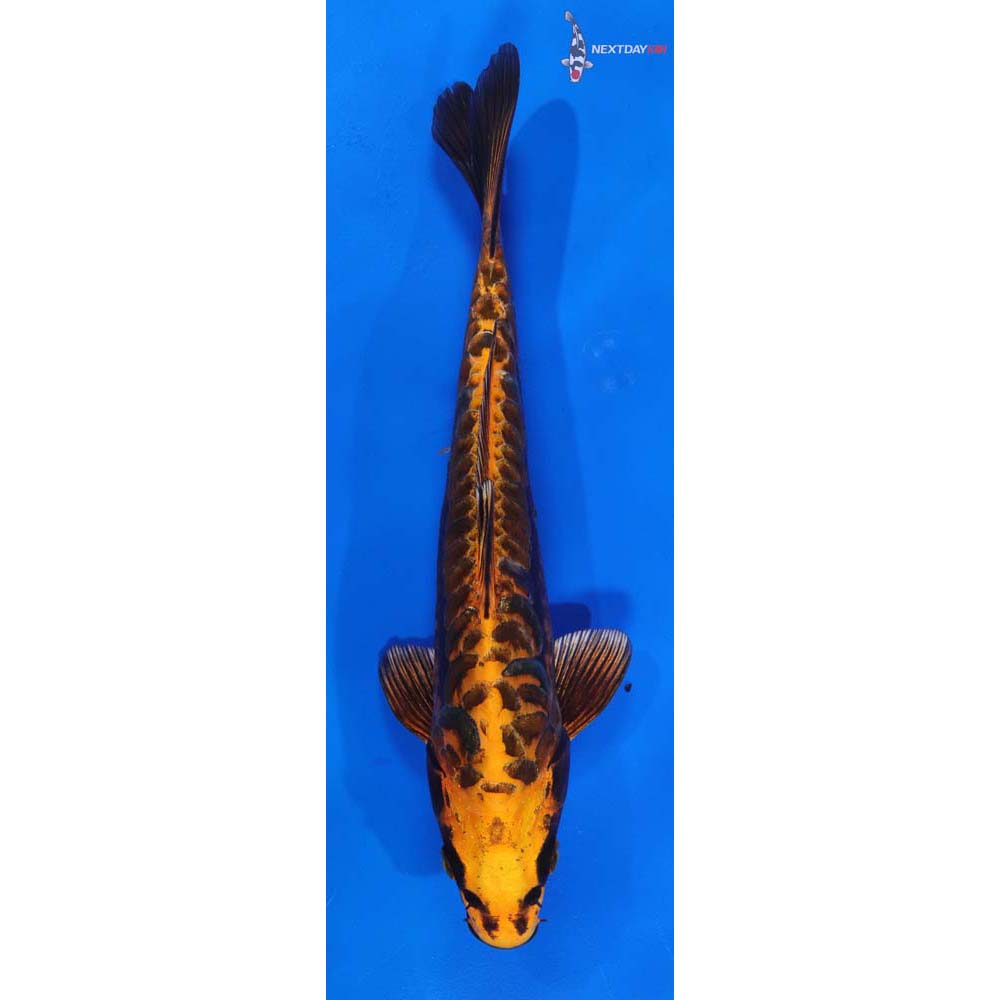 9” Imported Kin Kikokuryu | Koi Fish For Sale