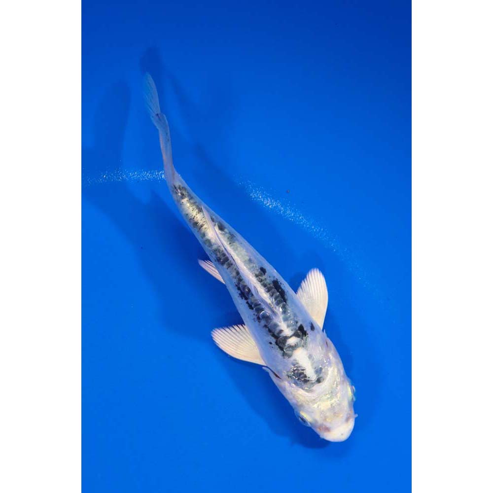 4” Doitsu Gin Shiro Bekko | Koi Fish For Sale