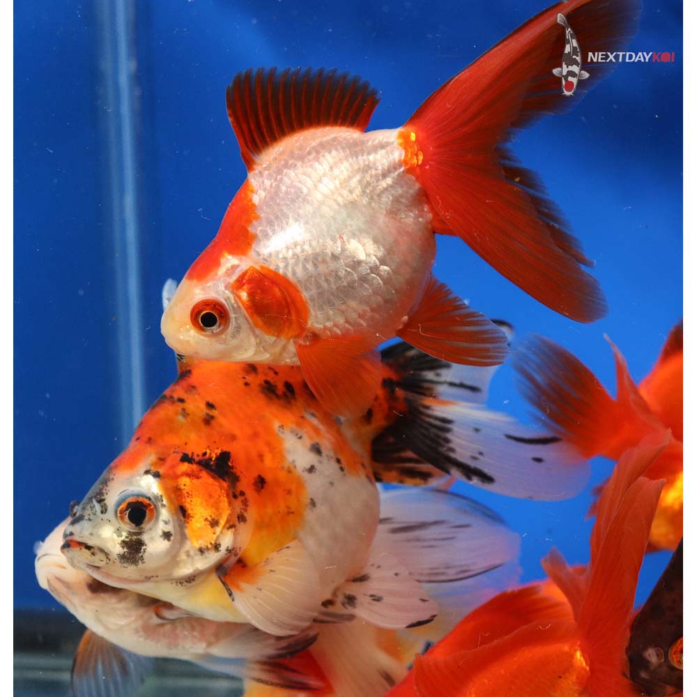 4-4.5" Imported Mixed Ryukin Goldfish | Koi Fish For Sale