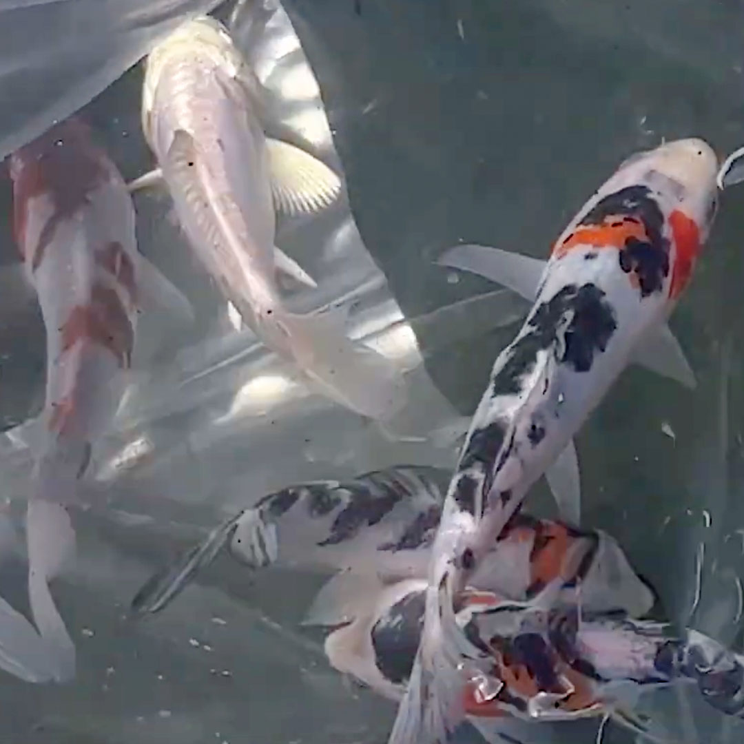 How to Properly Transfer Your New Friends! | Next Day Koi